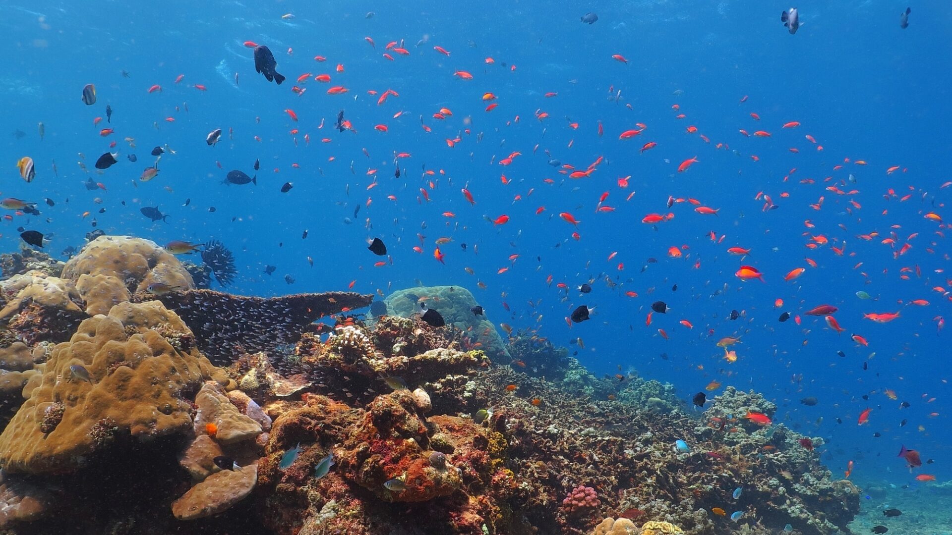 Restoring the Reef: Nay Palad Hideaway’s Underwater Fish Domes in the ...